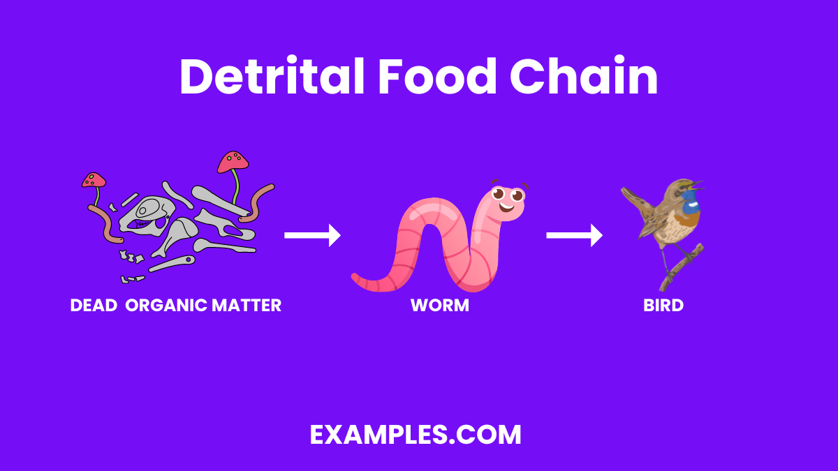 Food Chain - 20+ Examples, How to Illustrate