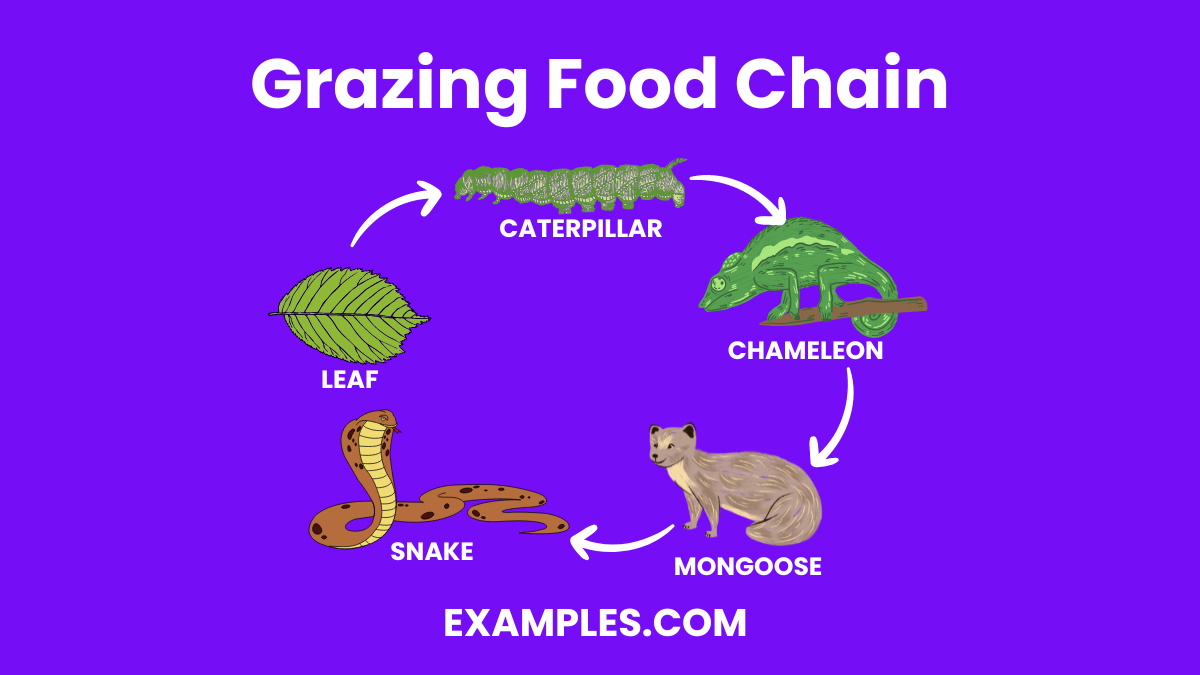 Food Chain - 20+ Examples, How to Illustrate