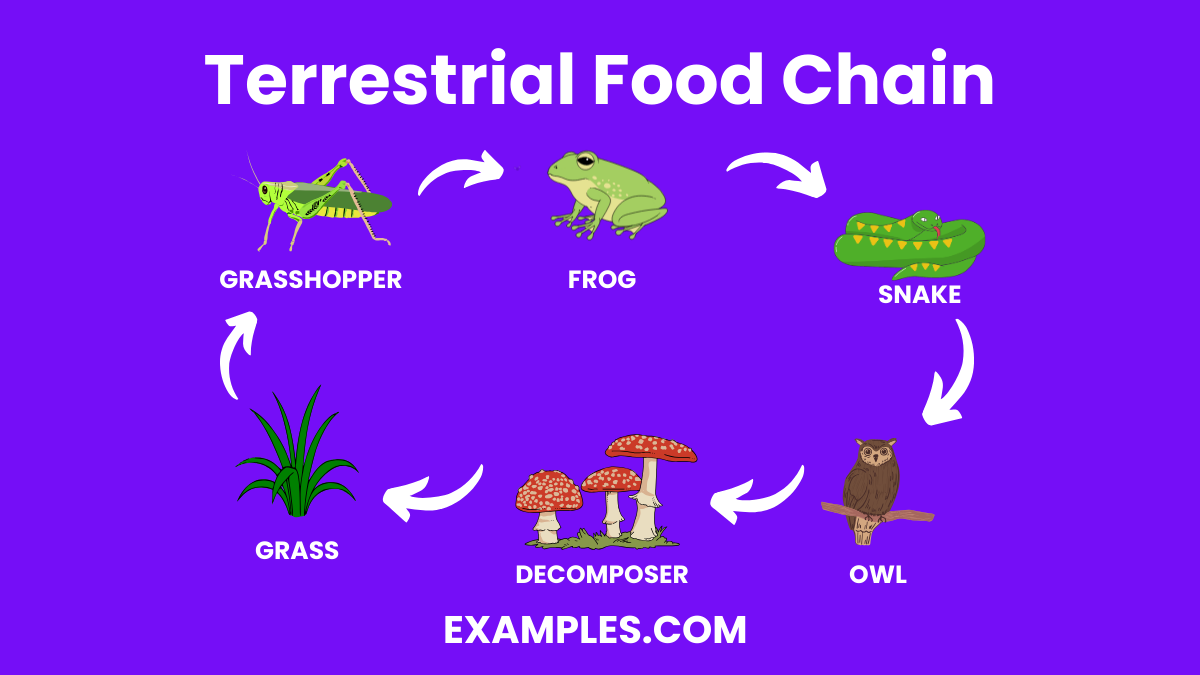 Food Chain - 20+ Examples, How to Illustrate
