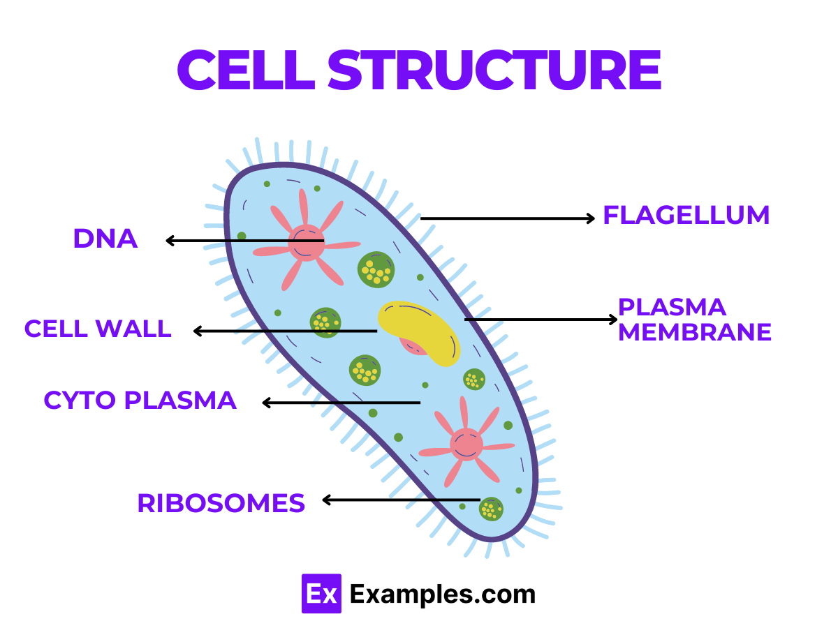 Bacteria - Definition, Lists, Types, Structure, Classification ...