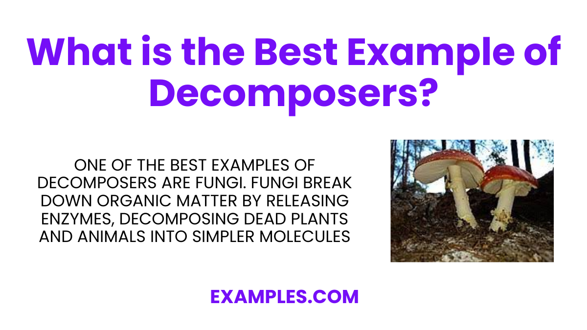 Decomposers - Examples, How to Create, PDF
