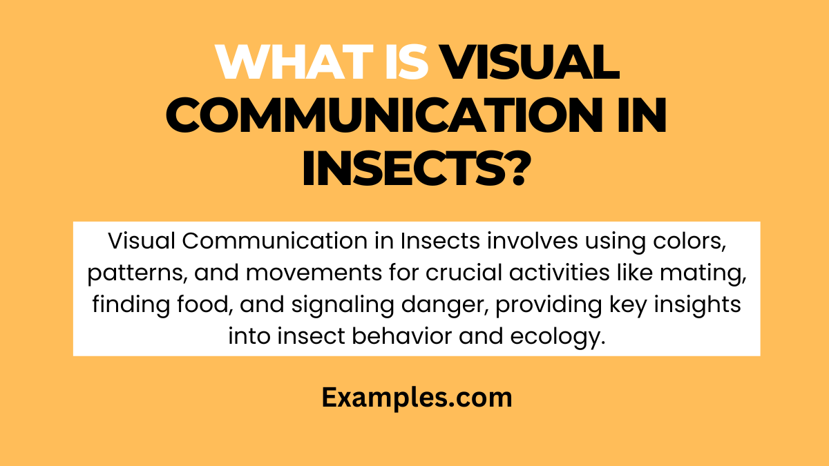 Visual Communication in Insects - 19+ Examples
