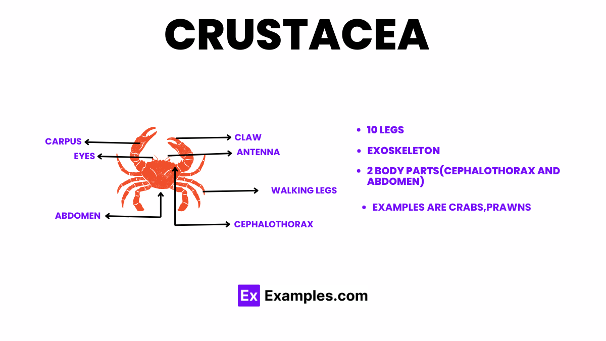Arthropods, Definition, Example, Characteristics,, Facts