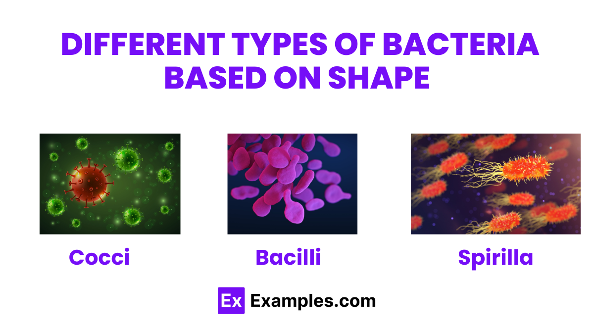Bacteria - Definition, Lists, Types, Structure, Classification, Characteristics