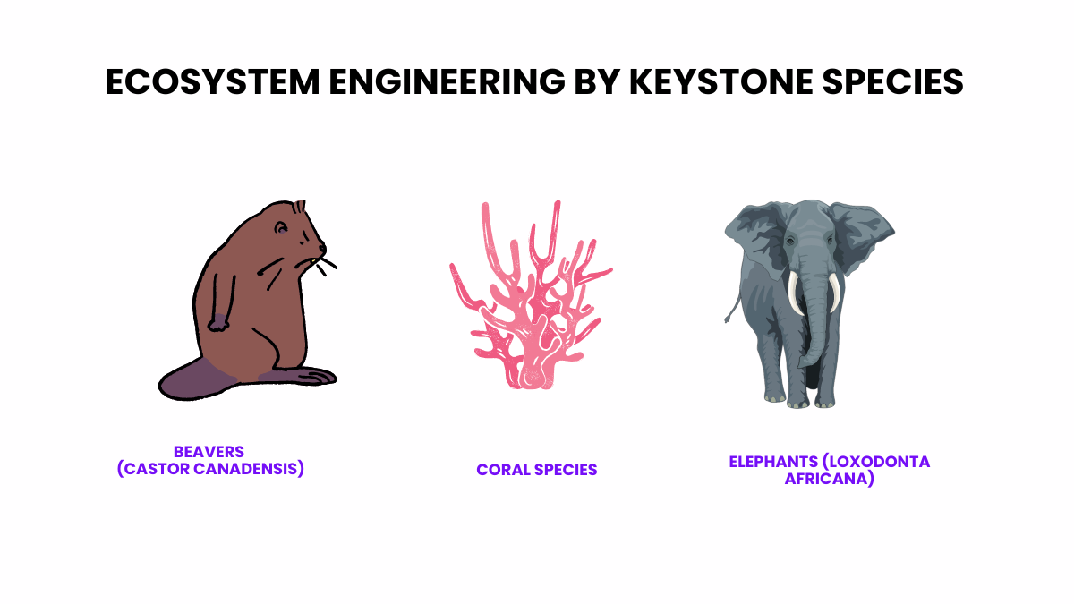 Keystone Species, Definition, Predators, Mutualists, Ecosystem Engineering