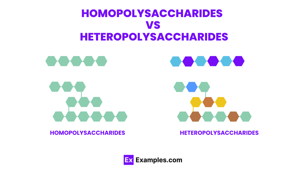 Polysaccharide, Definition, Types, Characteristics, Functions