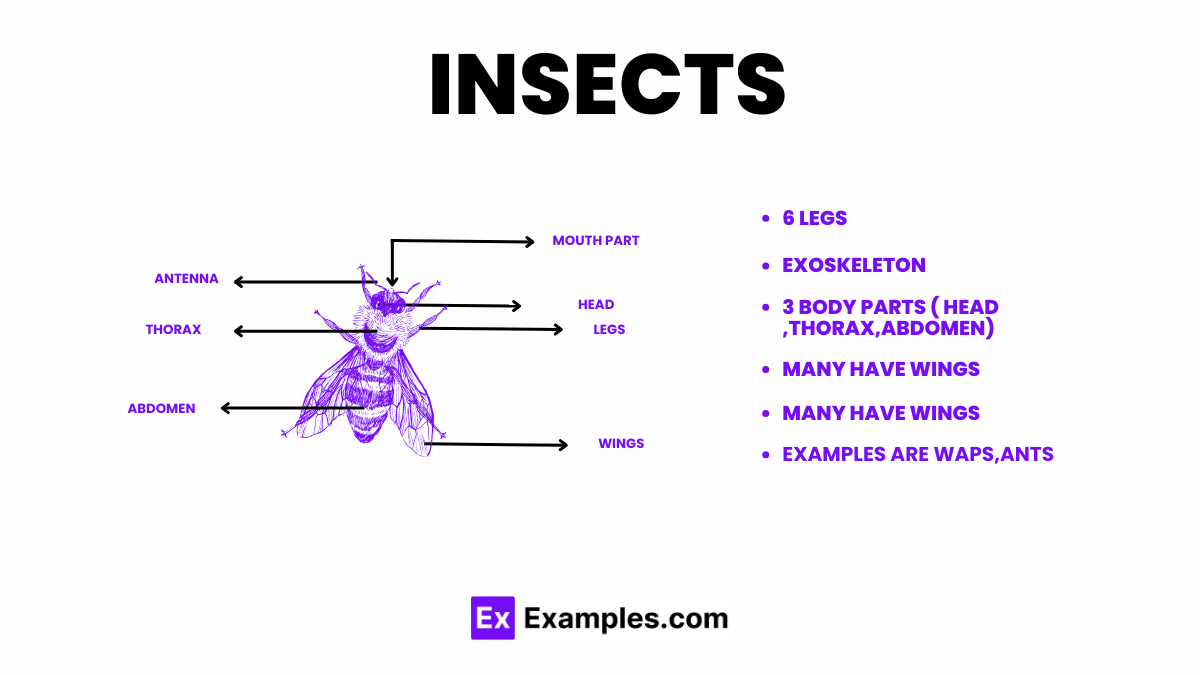 Arthropods, Definition, Example, Characteristics,, Facts