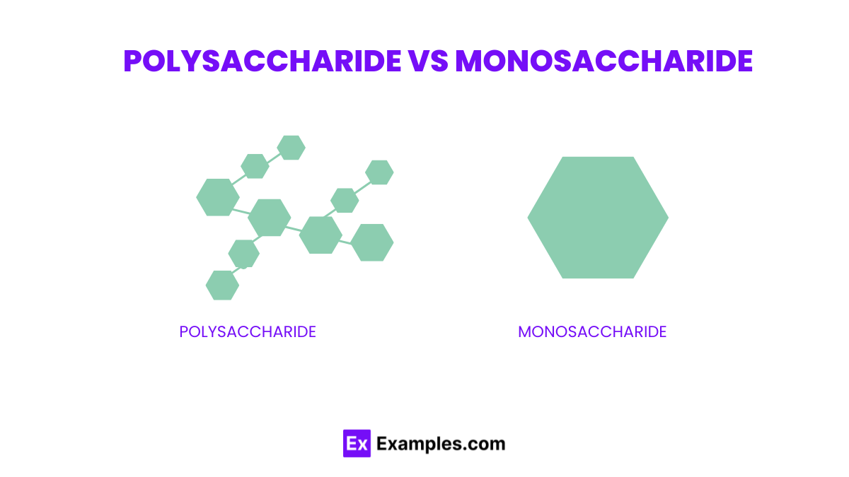 Polysaccharide, Definition, Types, Characteristics, Functions