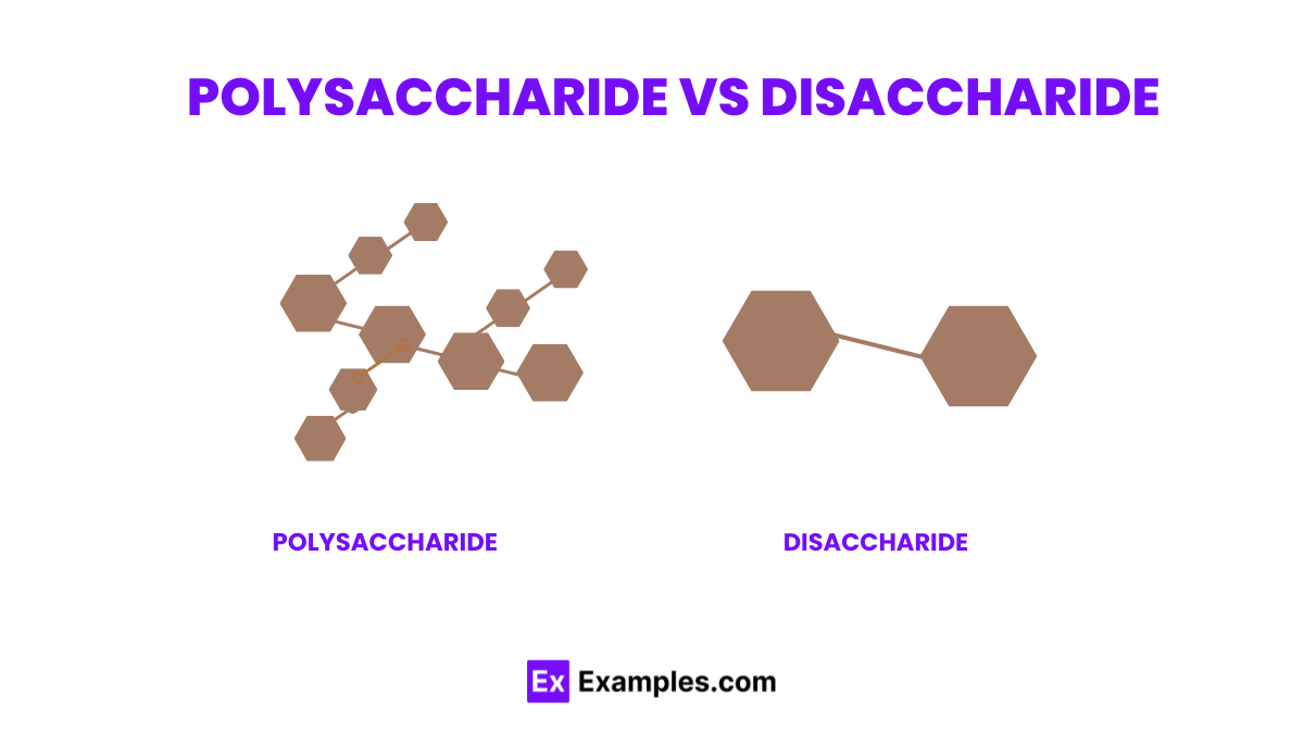 Polysaccharide, Definition, Types, Characteristics, Functions