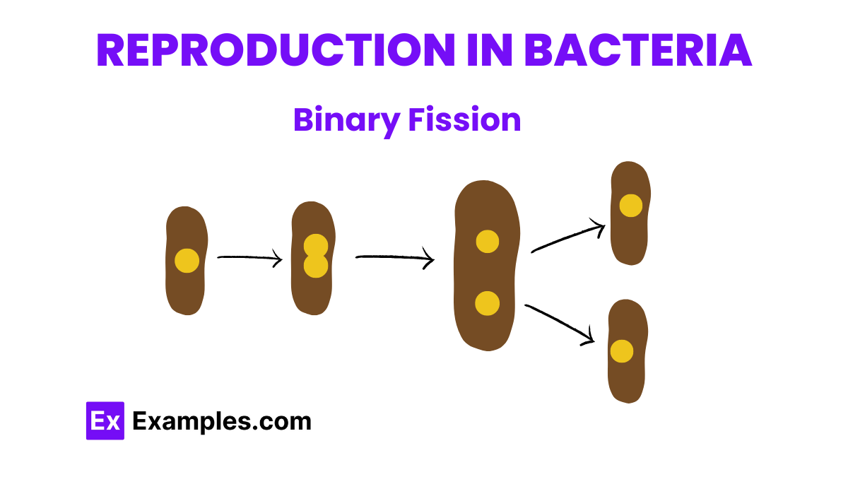 Bacteria - Definition, Lists, Types, Structure, Classification ...