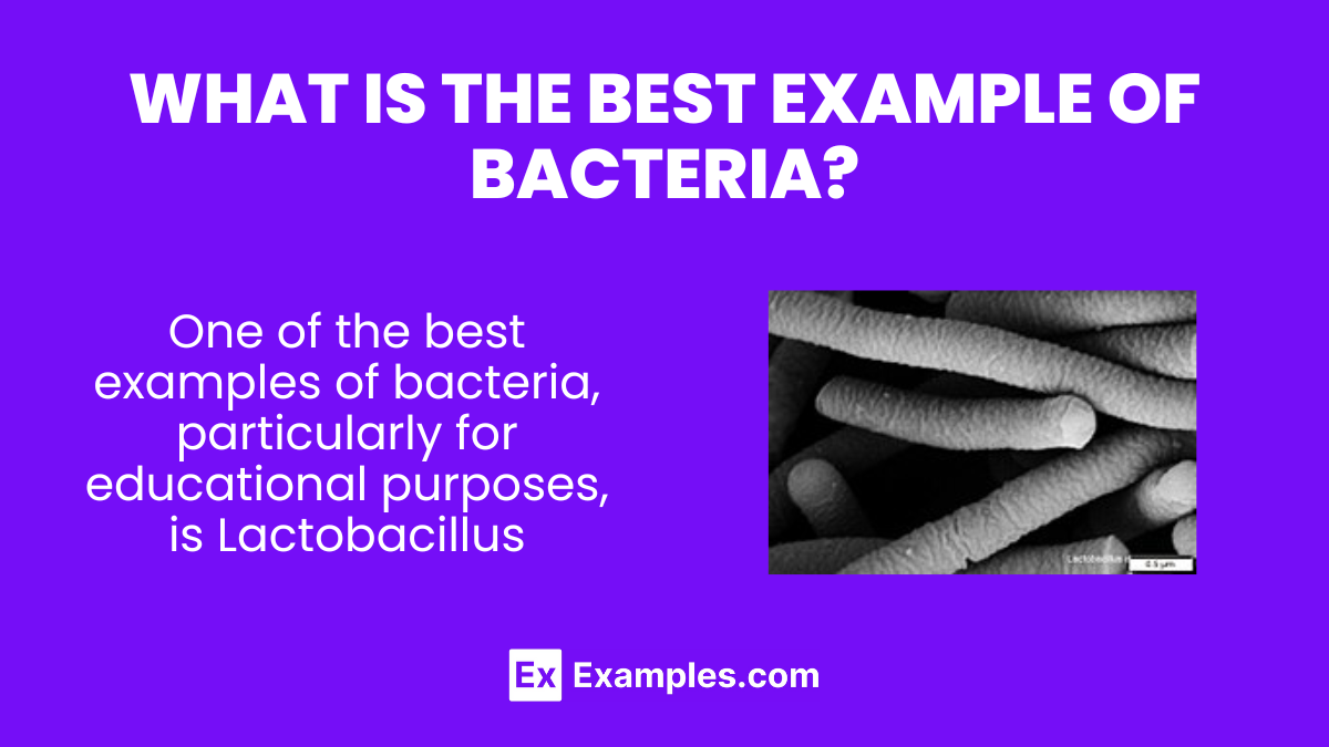 Bacteria - Definition, Lists, Types, Structure, Classification ...