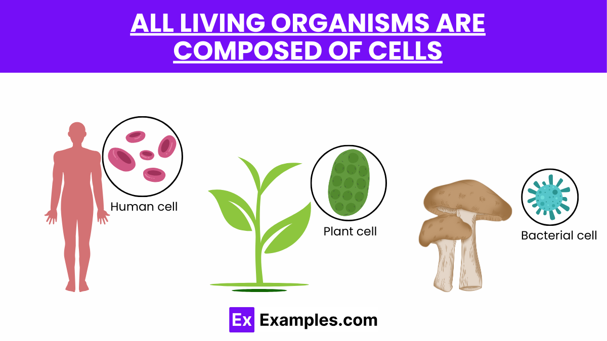 Cell Theory - History and Contribution of Cell Theory, Parts of Cell Theory, The Basic ...