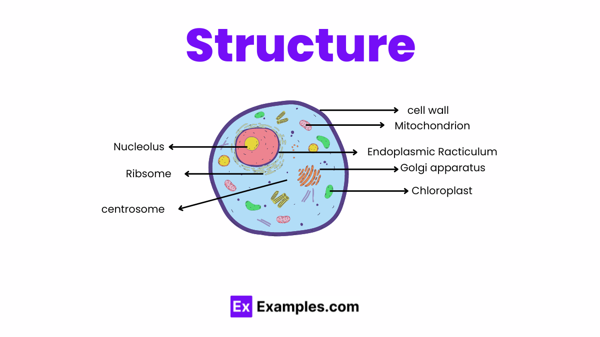 Animal Cells, Definition, Structure, Types, Function,