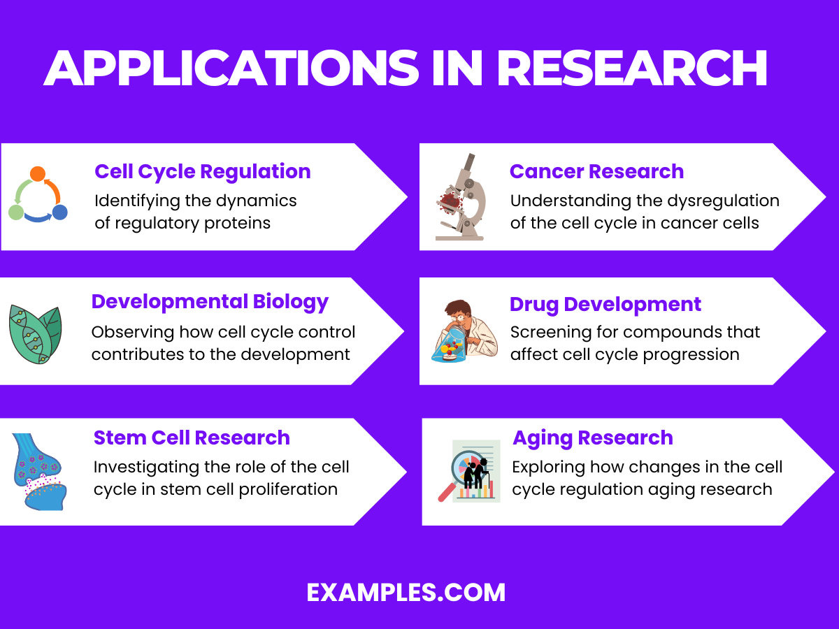 Cell Cycle - Definition, Phases, Principles, Techniques, Applications.
