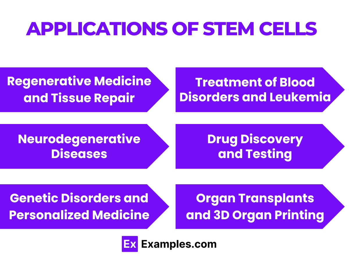 Stem Cells - Definition, Types, Applications, Importance, Functions