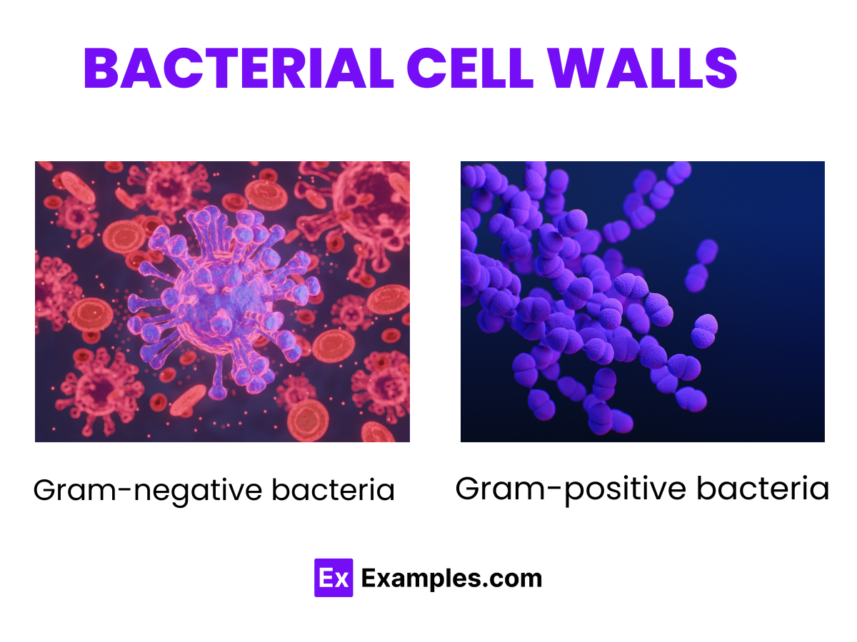 Cell Wall- Definition, Structure, Function, Types ,FAQ