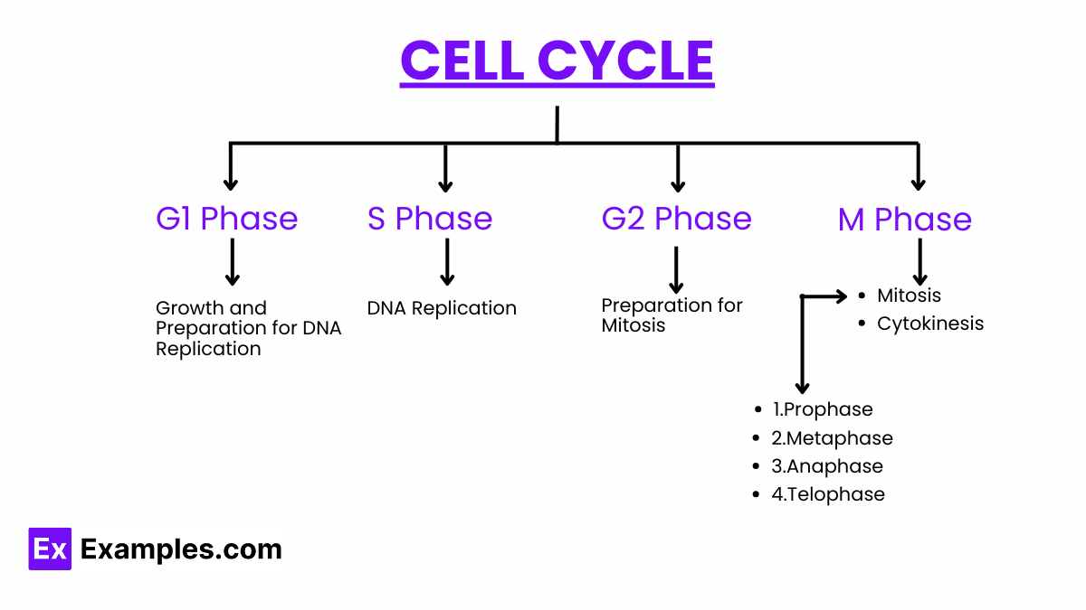 Cell Cycle - Definition, Phases, Principles, Techniques, Applications.