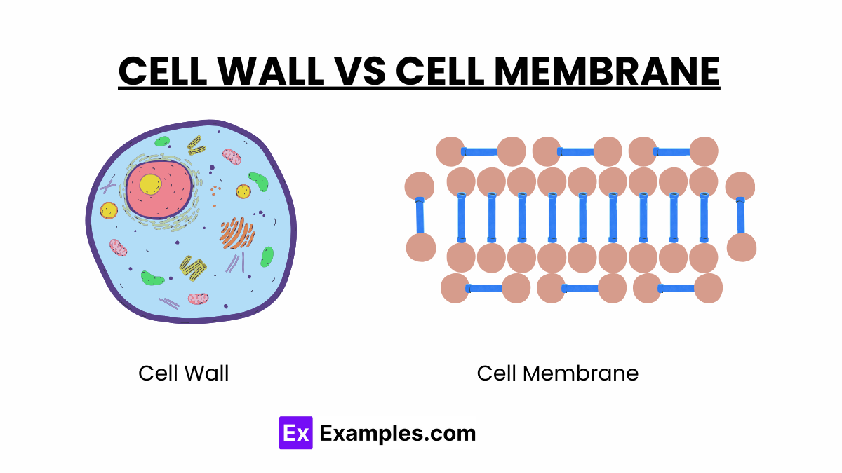 Cell Wall- Definition, Structure, Function, Types ,FAQ