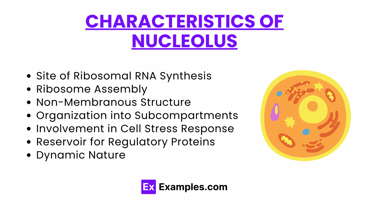 Nucleus - Structure, Nucleus Function, Distribution of Nucleus ...