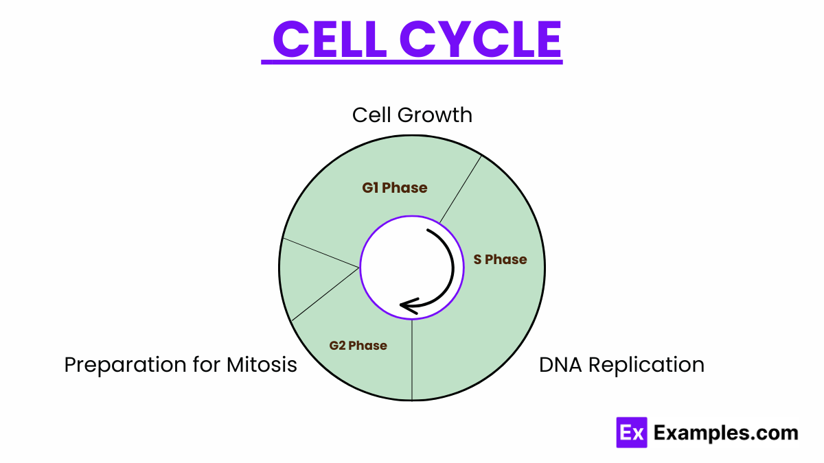 Polyploidy Definition Biology