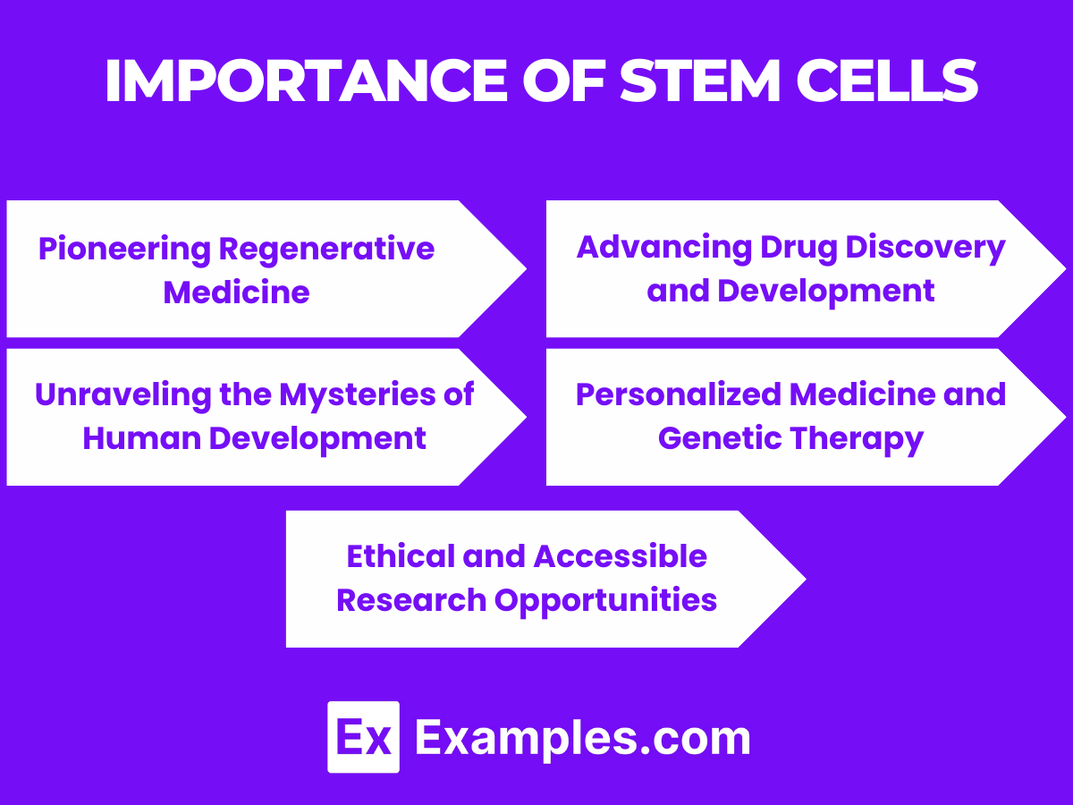 Stem Cells - Definition, Types, Applications, Importance, Functions