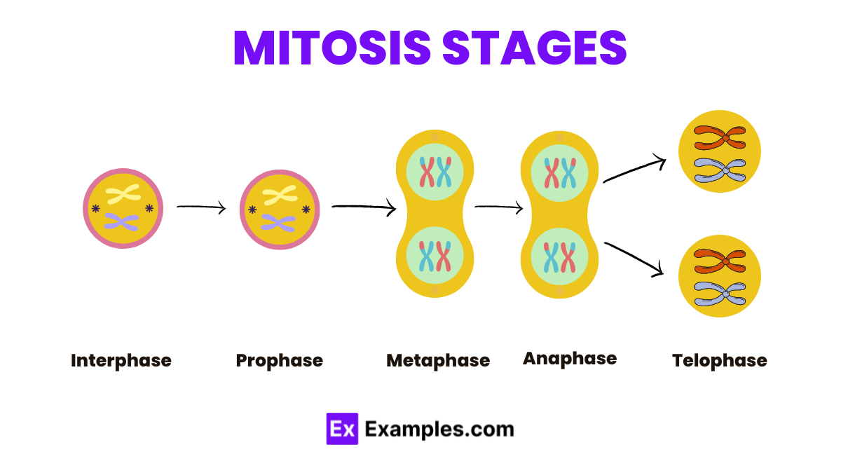 Cell Cycle - Definition, Phases, Principles, Techniques, Applications.