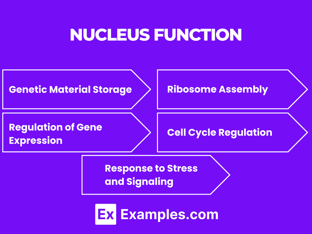 Nucleus - Structure, Nucleus Function, Distribution of Nucleus ...