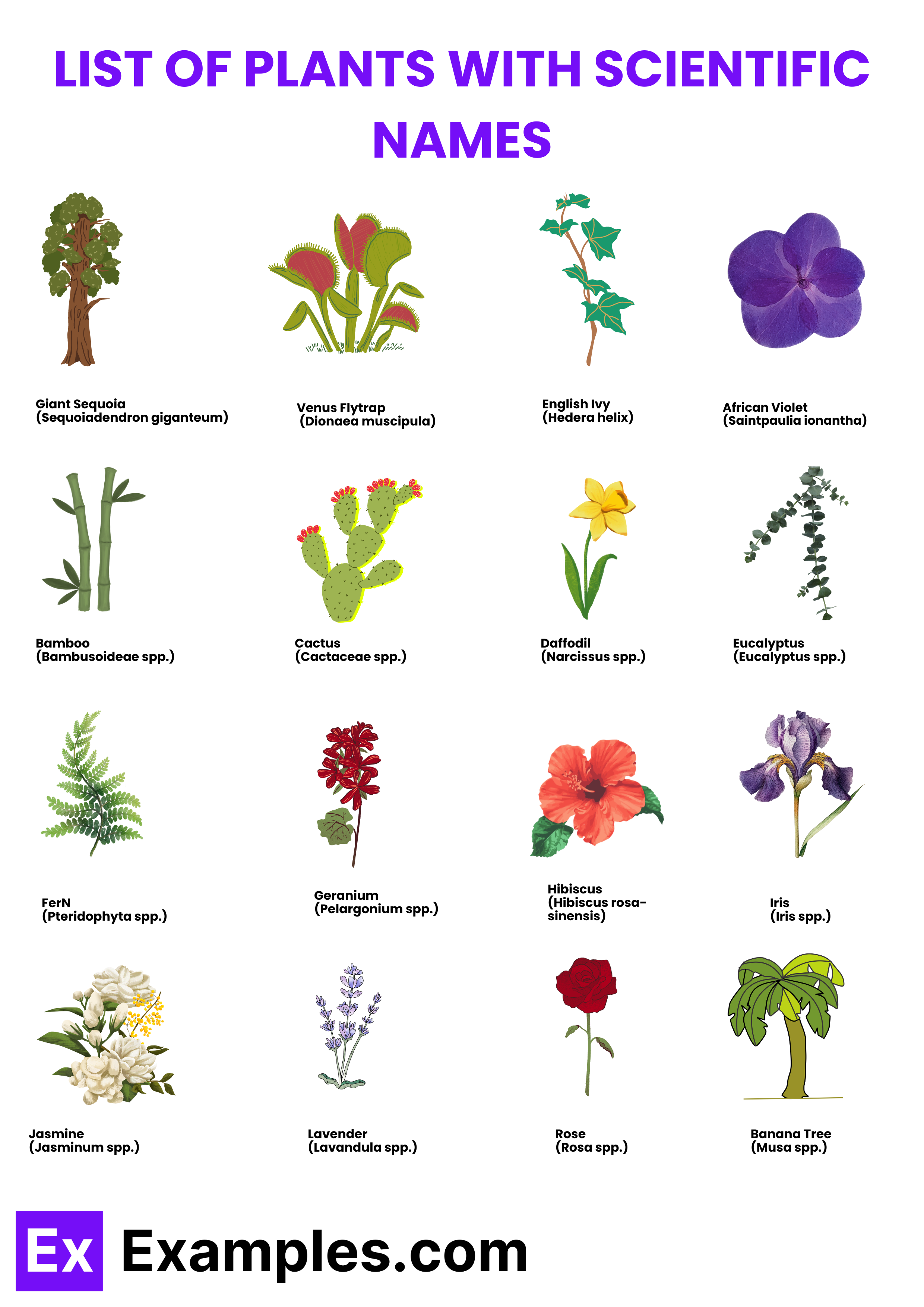 Scientific Names of Plants, Lists, Uses, FAQ