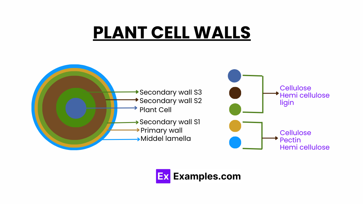 Cell Wall- Definition, Structure, Function, Types ,FAQ