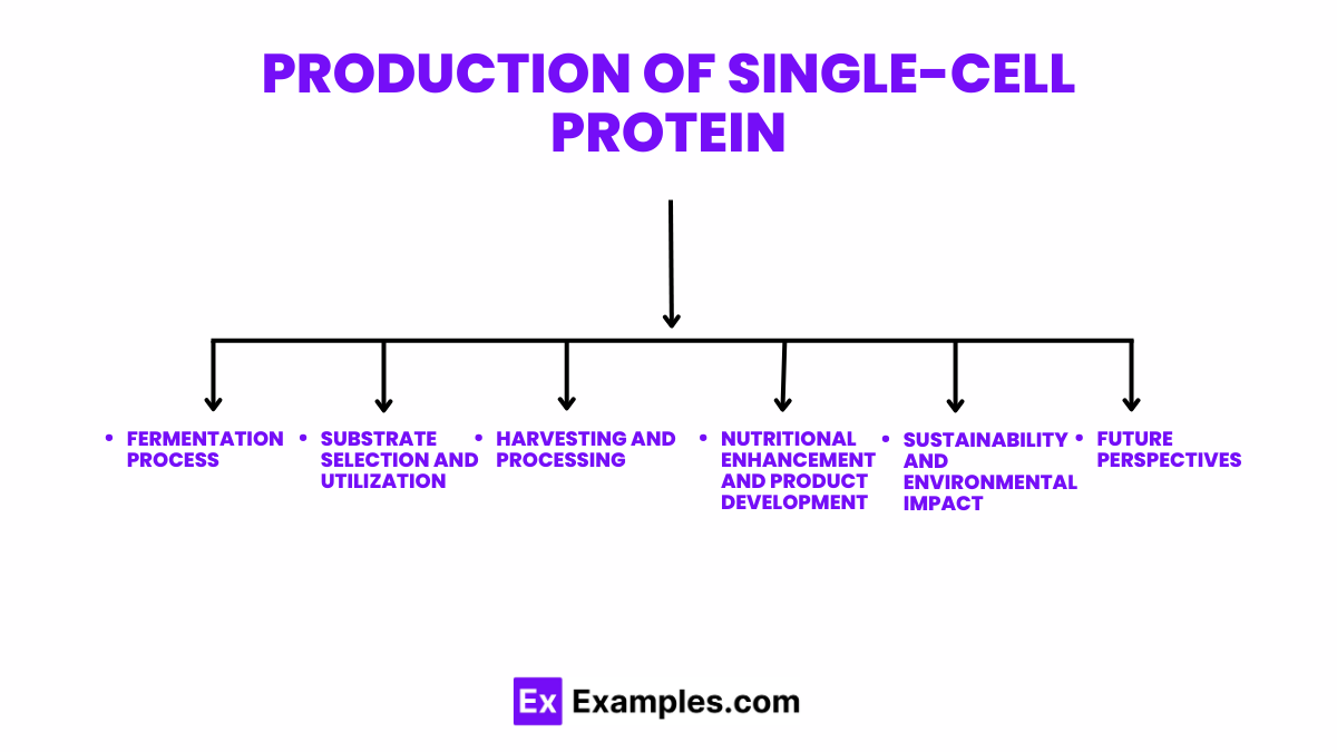 Single Cell Protien - Sources of Single Cell Protein, Production of ...