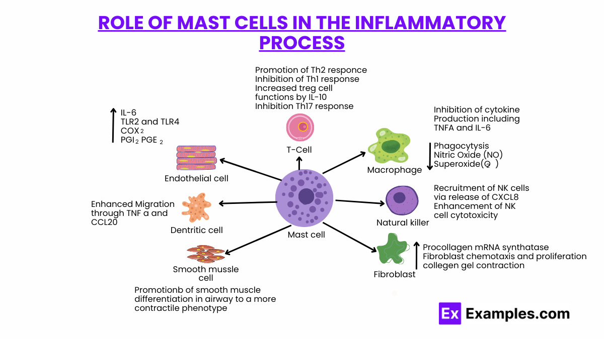 Mast Cells - Mast cells function, Mast Cell Activation and Degranulation, Cell Signaling, Mast ...