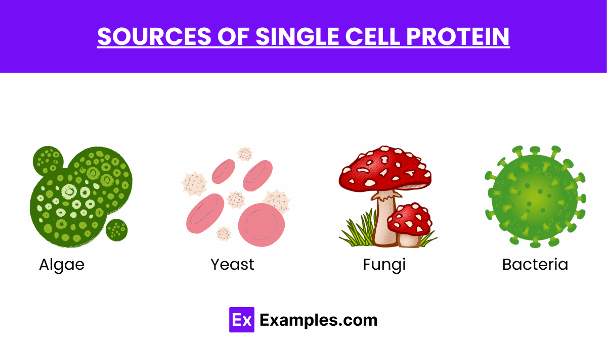 Single Cell Protien - Sources of Single Cell Protein, Production of ...