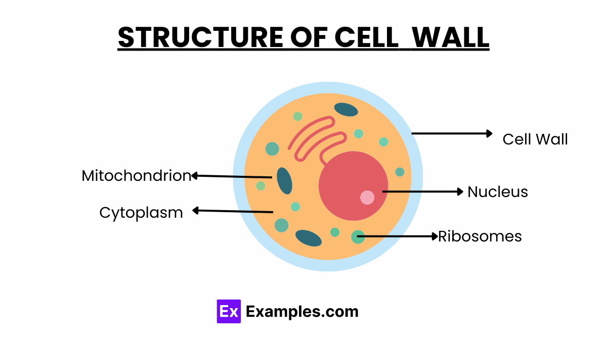 Cell Wall- Definition, Structure, Function, Types ,FAQ