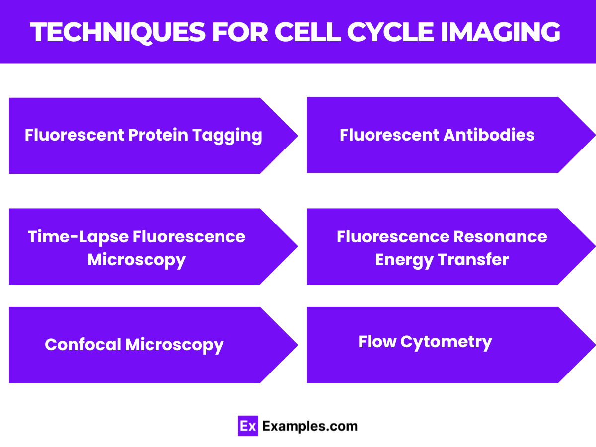 Cell Cycle - Definition, Phases, Principles, Techniques, Applications.
