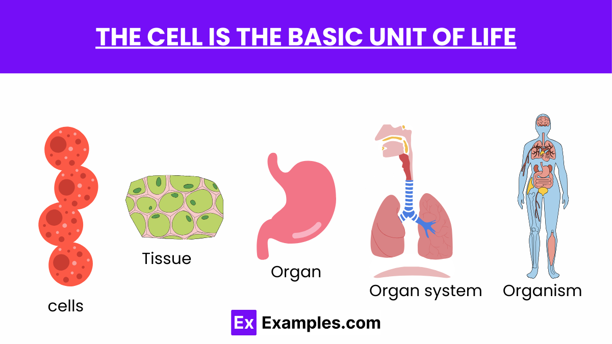 Cell Theory - History and Contribution of Cell Theory, Parts of Cell ...