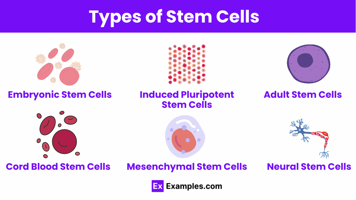 Stem Cells - Definition, Types, Applications, Importance, Functions