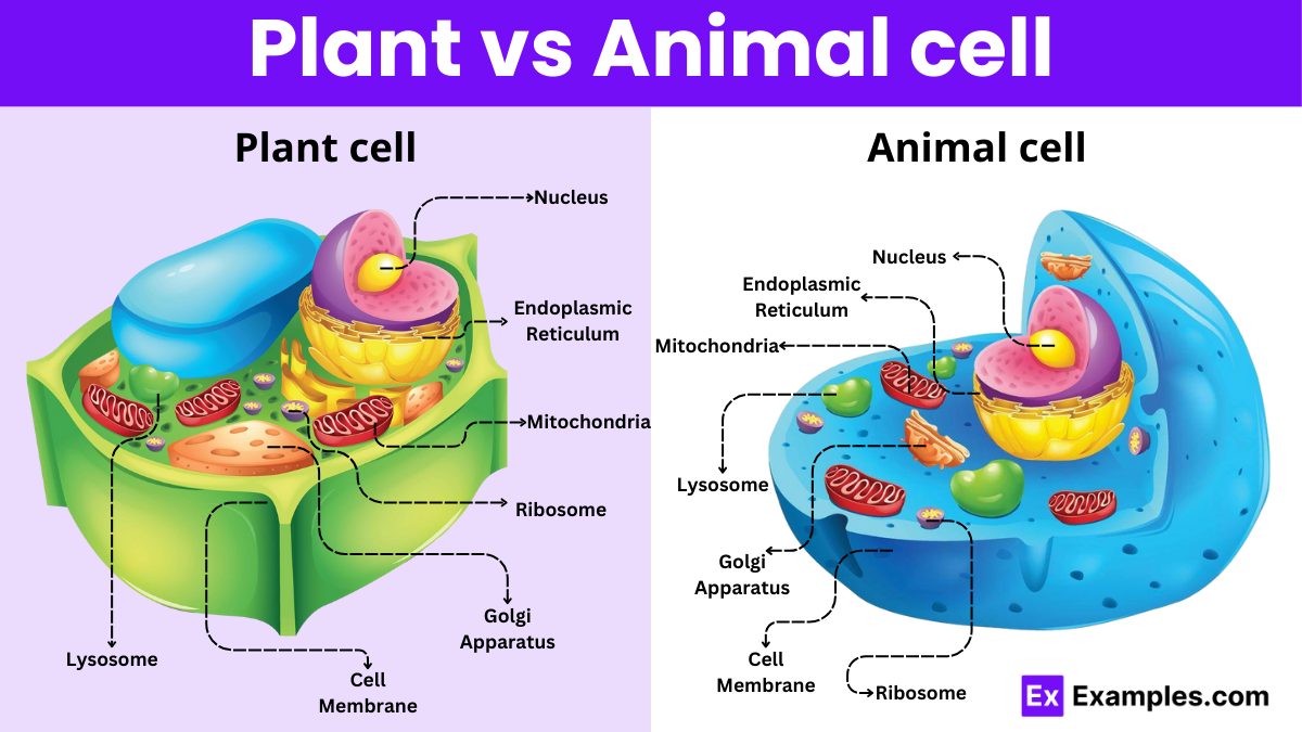 Difference Between Plant And Animal Cell Gcse