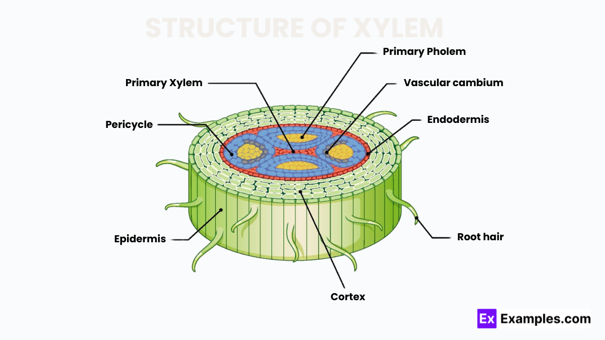Xylem Definitions Structure Types Functions