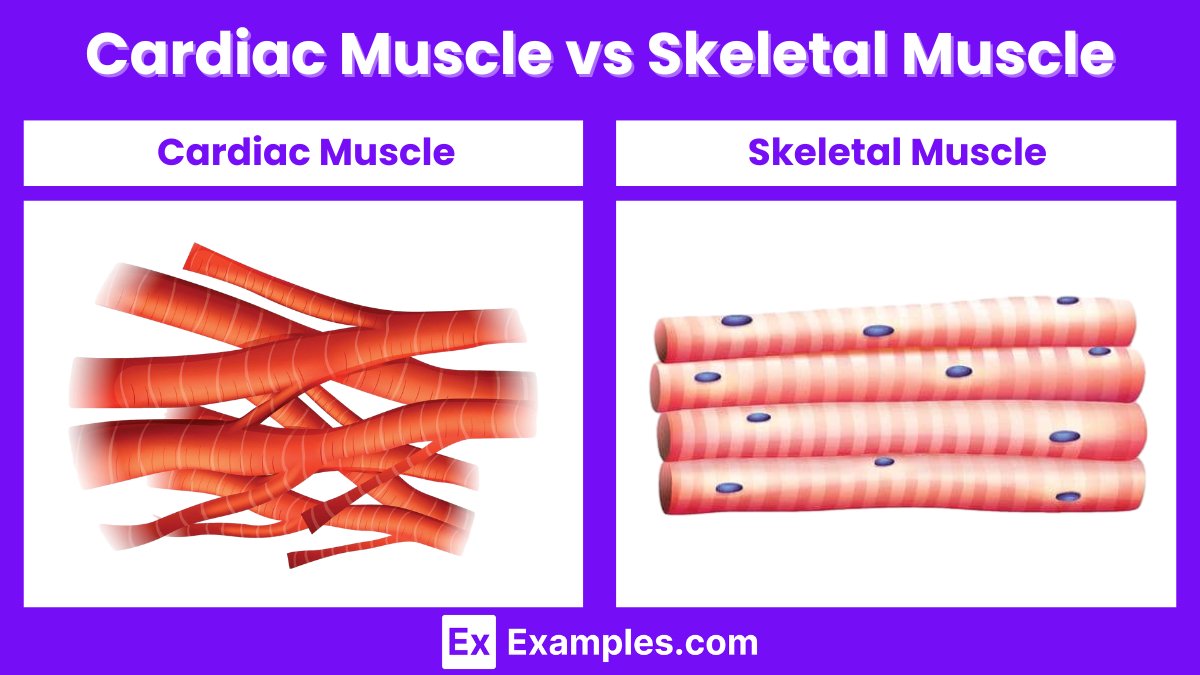 Cardiac Muscle