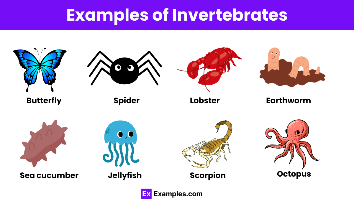 Invertebrate Animals Invertebrate Animals Wallpapers - Wallpaper Cave